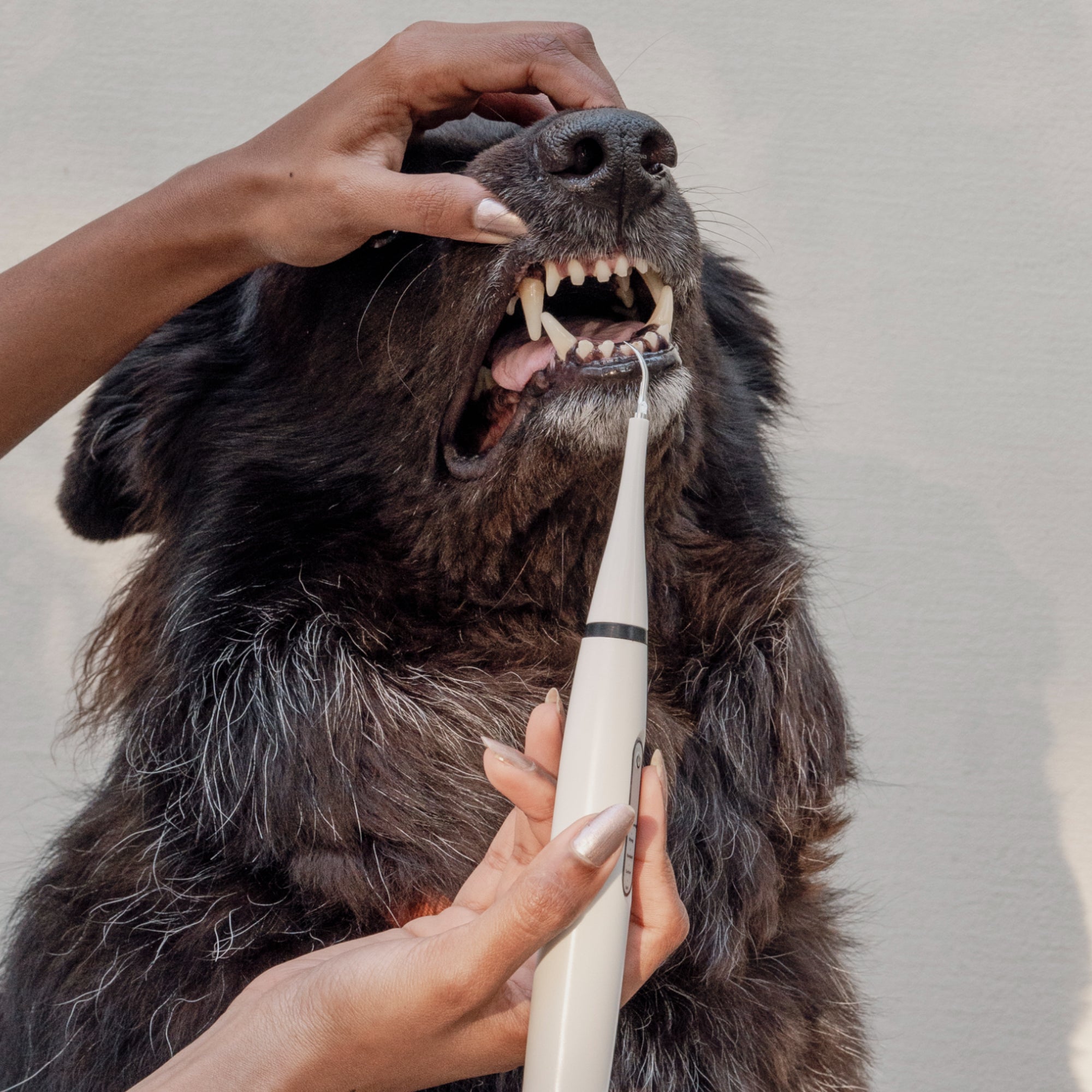 Canident Kit - Dental Scaler for dogs – RarePet. AU